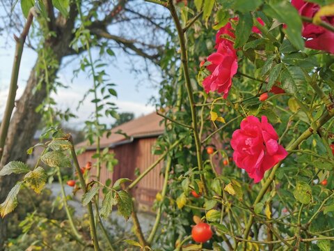รูปภาพBauernrose – เลือกดูภาพถ่ายสต็อก เวกเตอร์ และวิดีโอ450 | Adobe Stock