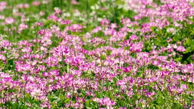 "Astragalus Sinicus" Images – Browse 1,188 Stock Photos, Vectors, and ...