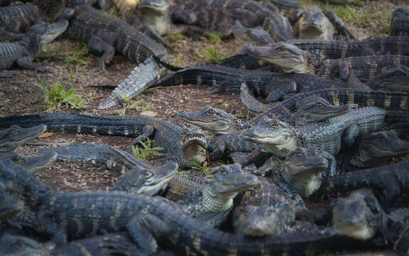 รูปภาพSchnappen – เลือกดูภาพถ่ายสต็อก เวกเตอร์ และวิดีโอ848 | Adobe Stock