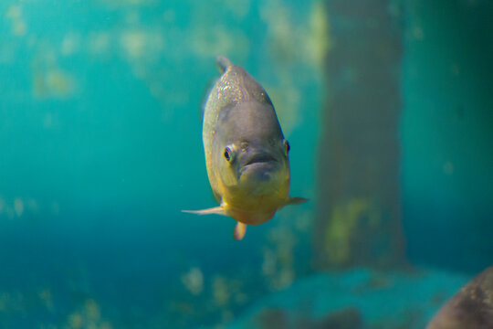 รูปภาพPirania – เลือกดูภาพถ่ายสต็อก เวกเตอร์ และวิดีโอ383 | Adobe Stock