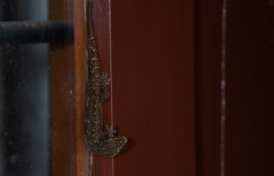 "House Lizard" Images – Browse 1,018 Stock Photos, Vectors, and Video ...