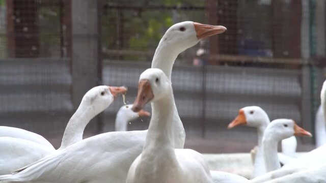 Gaggle Images – Parcourir 7,543 le catalogue de photos, vecteurs et ...