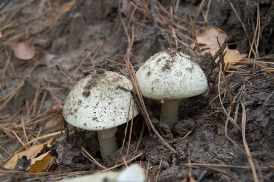 Toadstools Images – Browse 1,381,294 Stock Photos, Vectors, and Video ...