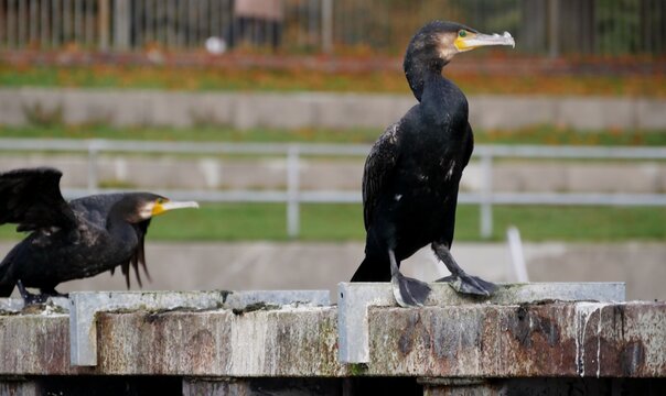 Kormorane Images – Browse 1,644 Stock Photos, Vectors, and Video ...