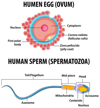 "Corona Radiata" Images – Browse 54 Stock Photos, Vectors, and Video ...