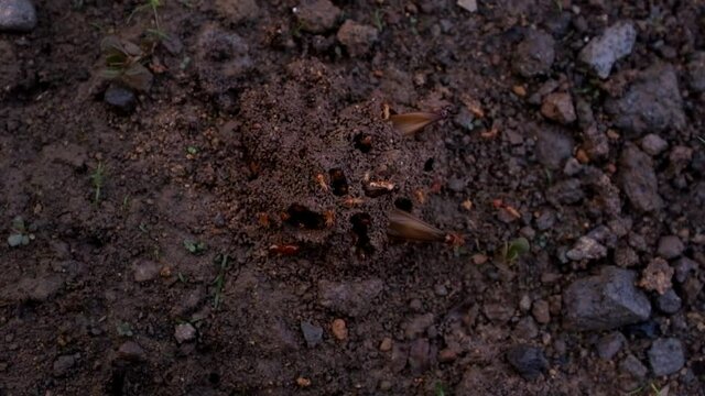 Isoptera Images – Browse 1,319 Stock Photos, Vectors, and Video | Adobe ...