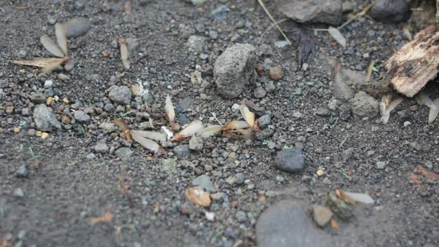 Isoptera Images – Browse 1,319 Stock Photos, Vectors, and Video | Adobe ...