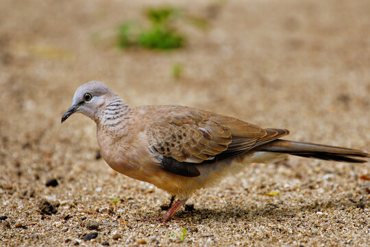 รูปภาพ"Spotted Dove" – เลือกดูภาพถ่ายสต็อก เวกเตอร์ และวิดีโอ1,486 ...