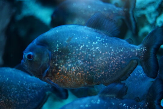 รูปภาพPirania – เลือกดูภาพถ่ายสต็อก เวกเตอร์ และวิดีโอ383 | Adobe Stock