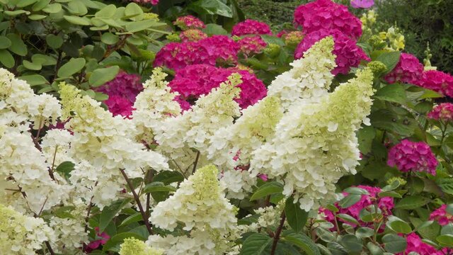 Paniculata Imagens – Procure 12,935 fotos, vetores e vídeos | Adobe Stock