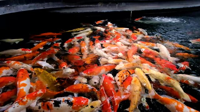 รูปภาพKohaku – เลือกดูภาพถ่ายสต็อก เวกเตอร์ และวิดีโอ20,316 | Adobe Stock