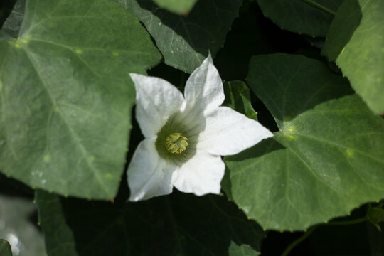 Tindla 이미지 – 찾아보기 2,105 스톡 사진, 벡터 및 비디오 | Adobe Stock