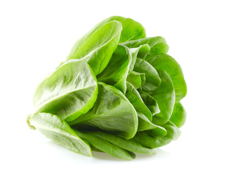 Salanova bilder – Bläddra bland 115 stockfoton, vektorer och videor ...