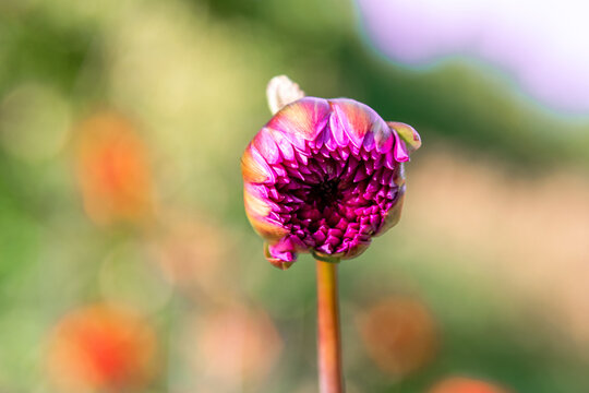 Planze Bilder – Durchsuchen 1,576 Archivfotos, Vektorgrafiken und ...