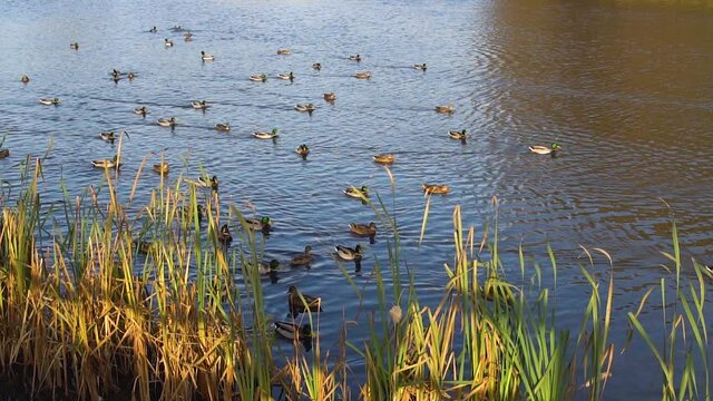 "Field Mice" Images – Browse 222 Stock Photos, Vectors, and Video ...