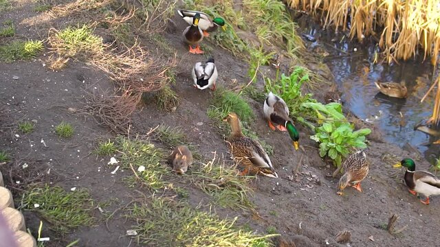 "Field Mice" Images – Browse 222 Stock Photos, Vectors, and Video ...