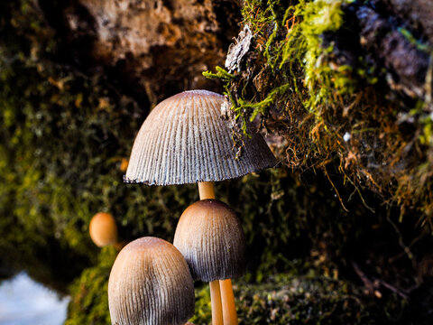 รูปภาพGiftpilz – เลือกดูภาพถ่ายสต็อก เวกเตอร์ และวิดีโอ14,265 | Adobe Stock