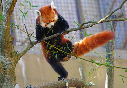 รูปภาพCat-Bear – เลือกดูภาพถ่ายสต็อก เวกเตอร์ และวิดีโอ787 | Adobe Stock