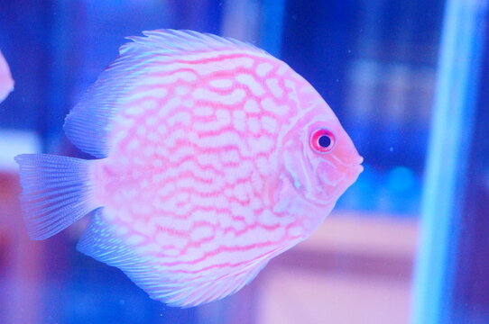 "Fairy Fish" Images – Browse 61 Stock Photos, Vectors, and Video ...