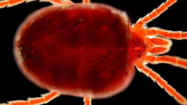 รูปภาพSaprophyte – เลือกดูภาพถ่ายสต็อก เวกเตอร์ และวิดีโอ3,292 | Adobe ...