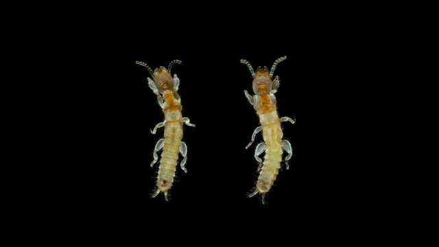 Neoptera Images – Browse 1,186 Stock Photos, Vectors, and Video | Adobe ...