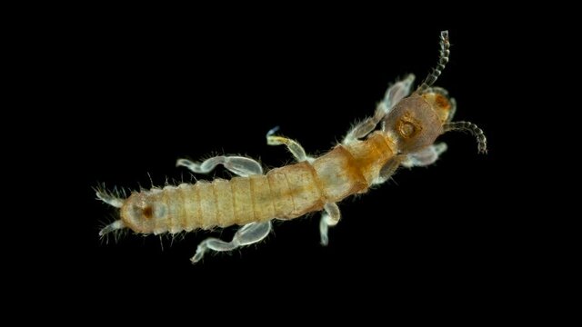 「Neoptera」の画像 - 1,186 件の Stock 写真、ベクターおよびビデオ | Adobe Stock