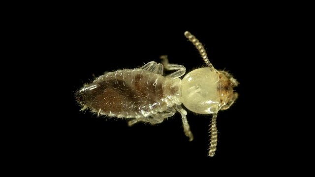 Isoptera Images – Browse 1,319 Stock Photos, Vectors, and Video | Adobe ...