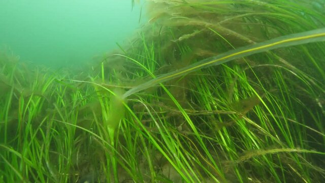 Seagrass Images – Browse 32,520 Stock Photos, Vectors, and Video ...