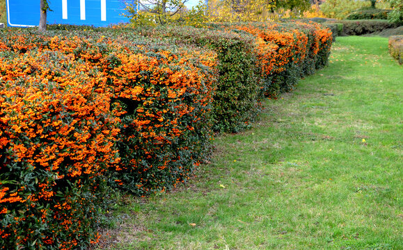 Firethorn Images – Browse 4,694 Stock Photos, Vectors, and Video ...