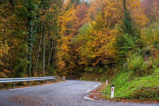 Road Forrest Images – Browse 16,090 Stock Photos, Vectors, and Video ...