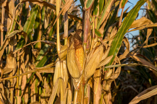 รูปภาพCornstalk – เลือกดูภาพถ่ายสต็อก เวกเตอร์ และวิดีโอ5,805 | Adobe Stock