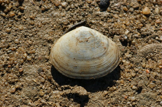 Peppery Images – Browse 36 Stock Photos, Vectors, and Video | Adobe Stock