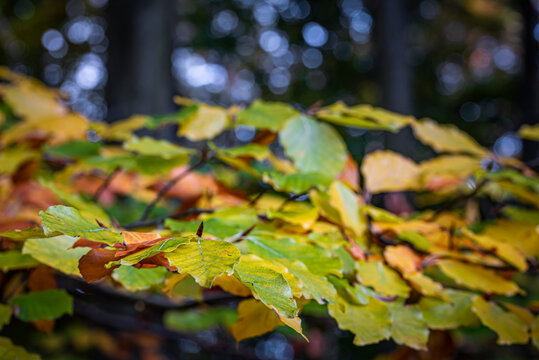 รูปภาพHerbstbild – เลือกดูภาพถ่ายสต็อก เวกเตอร์ และวิดีโอ994 | Adobe Stock