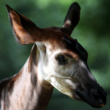 Okapia Images – Browse 390 Stock Photos, Vectors, and Video | Adobe Stock