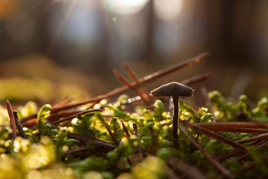 Unedible Bilder – Durchsuchen 482 Archivfotos, Vektorgrafiken und ...