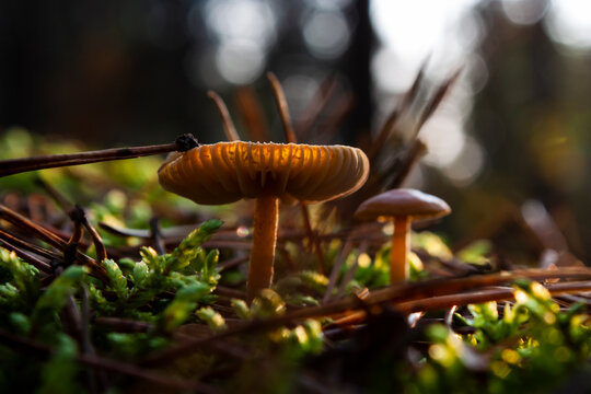 Unedible Images – Browse 482 Stock Photos, Vectors, and Video | Adobe Stock