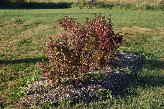 รูปภาพMucles – เลือกดูภาพถ่ายสต็อก เวกเตอร์ และวิดีโอ318 | Adobe Stock