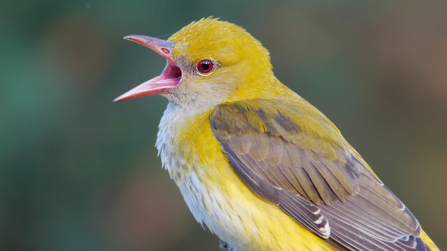 Pirol Bilder – Durchsuchen 1,020 Archivfotos, Vektorgrafiken und Videos ...