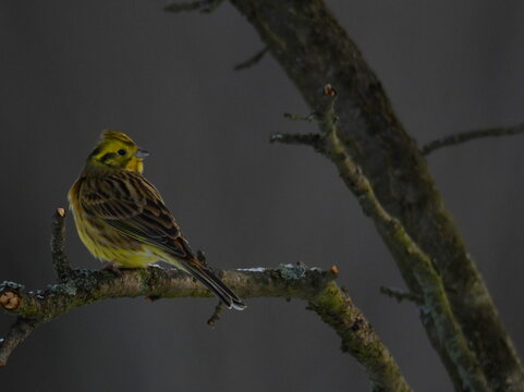 Trznadel 画像 - 参照 88 Stock 写真、ベクターおよびビデオ | Adobe Stock