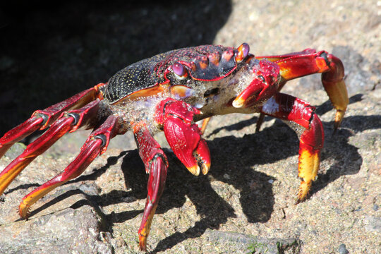 รูปภาพKrebstier – เลือกดูภาพถ่ายสต็อก เวกเตอร์ และวิดีโอ2,869 | Adobe Stock