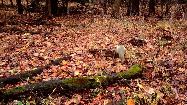 Hopping Images – Browse 256,251 Stock Photos, Vectors, and Video ...