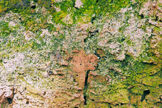 Algenteppich Bilder – Durchsuchen 620 Archivfotos, Vektorgrafiken und ...