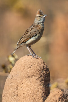 "Bush Lark"-Bilder: Stock-Fotos & -Videos. | Adobe Stock