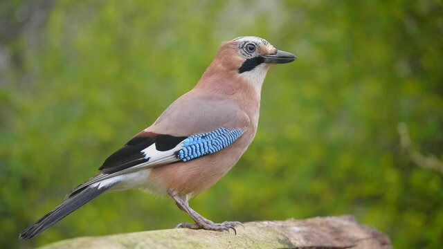 "Jay Bird" Images – Browse 549 Stock Photos, Vectors, and Video | Adobe ...