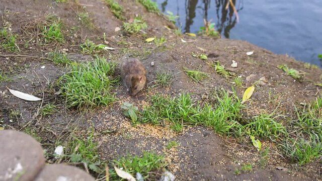 "Field Mice" Imagens – Procure 191 fotos, vetores e vídeos | Adobe Stock