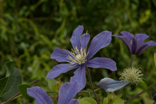Purple Flower With 7 Petals | Best Flower Site