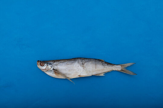 รูปภาพSabrefish – เลือกดูภาพถ่ายสต็อก เวกเตอร์ และวิดีโอ321 | Adobe Stock