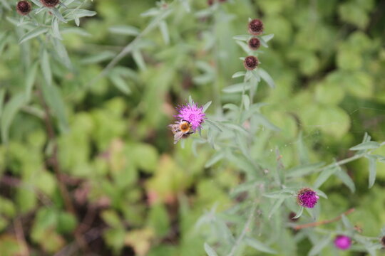 Distelarten Bilder – Durchsuchen 130 Archivfotos, Vektorgrafiken und ...
