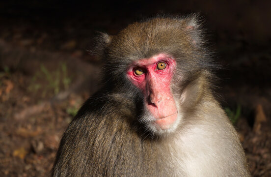 Japanmakak Images – Browse 650 Stock Photos, Vectors, and Video | Adobe ...