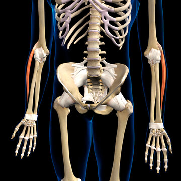 Radialis Bilder – Durchsuchen 474 Archivfotos, Vektorgrafiken und ...